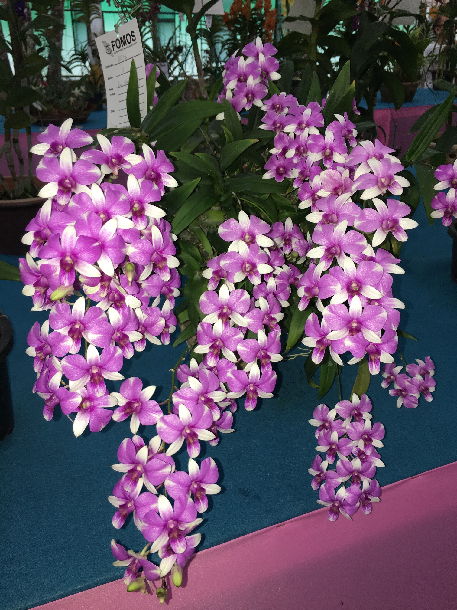 Penang Orchid Show 2019 - Penang Events